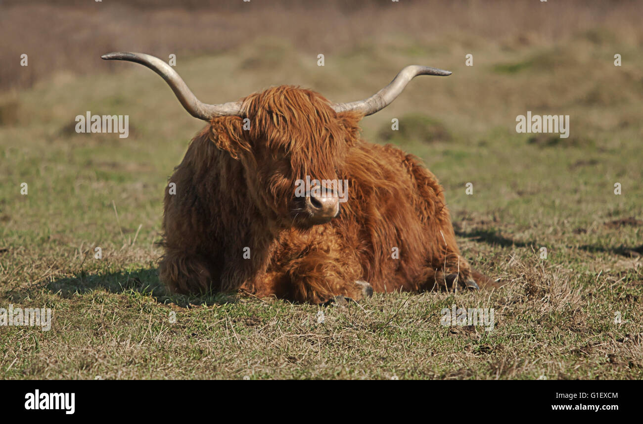 Cows sitting down hi-res stock photography and images - Alamy