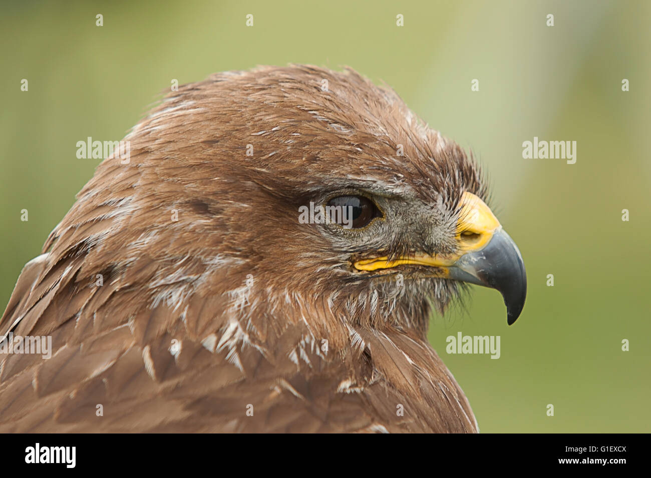 Buzzard photo hi-res stock photography and images - Alamy