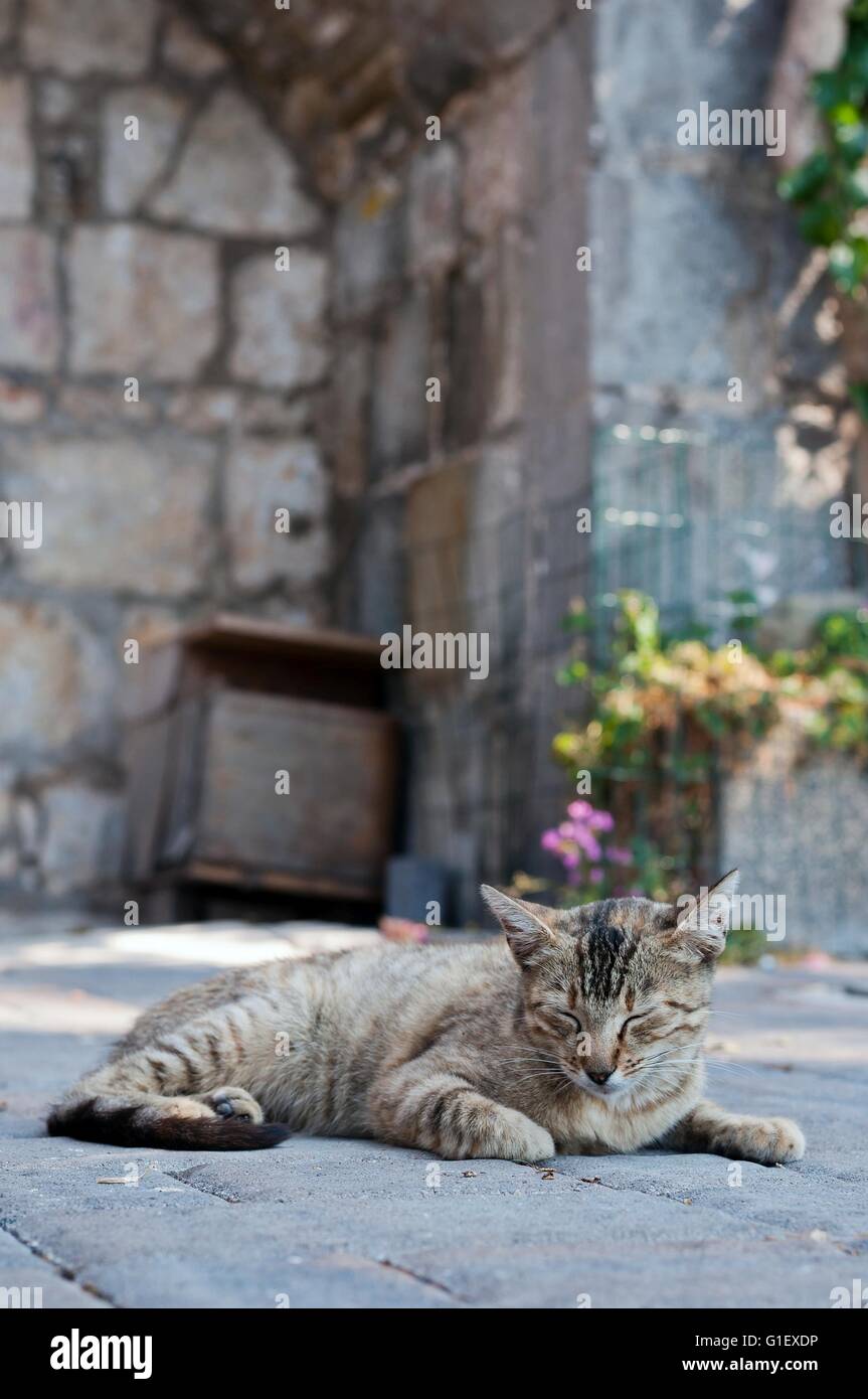 Cute tabby cat laying on the ground. Vertical photo Stock Photo - Alamy