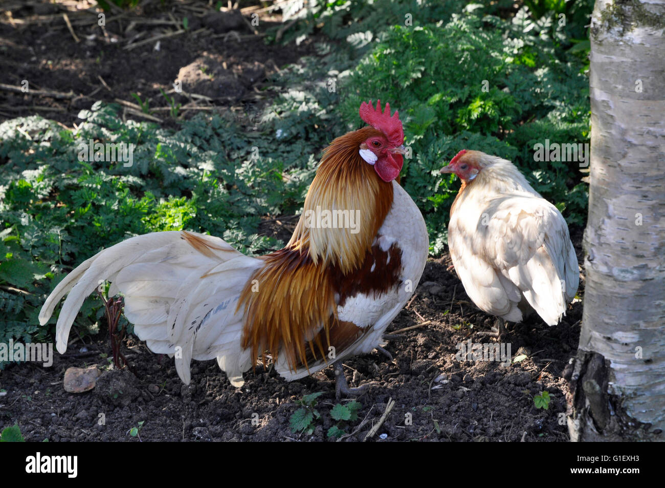 male and female chickens Stock Photo - Alamy