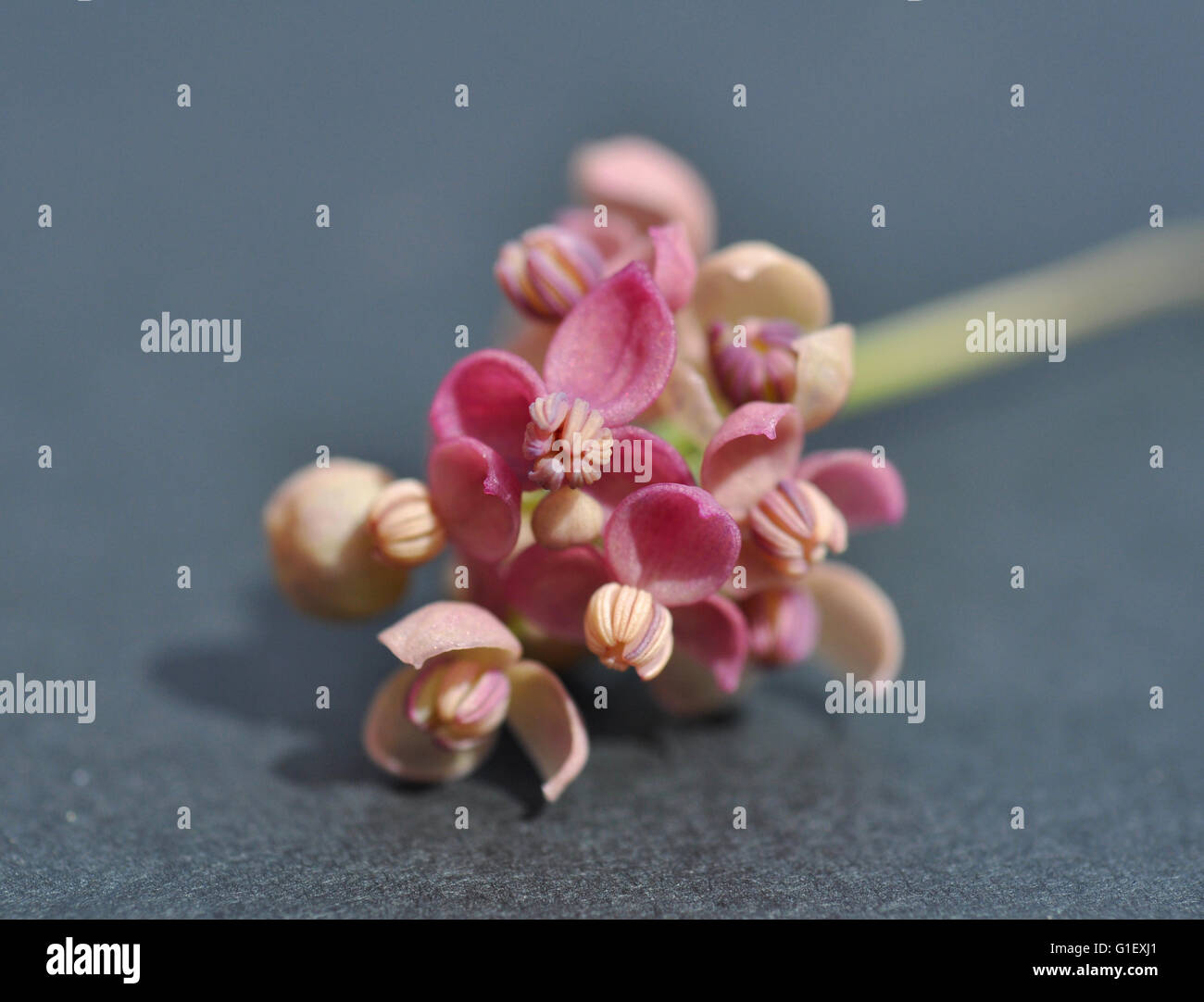 Akebia quinata shrub hi-res stock photography and images - Alamy