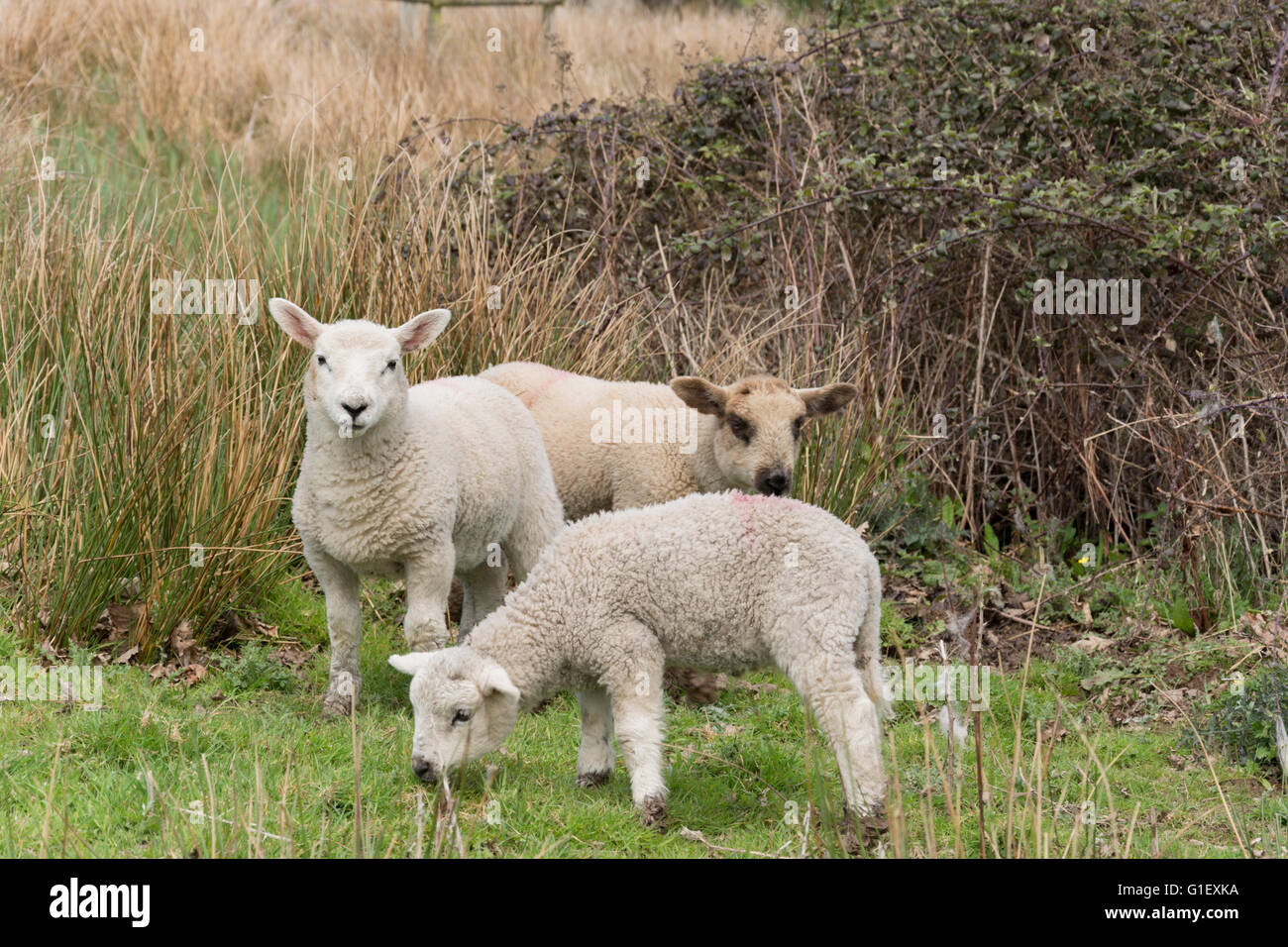 Angelsea hi-res stock photography and images - Alamy