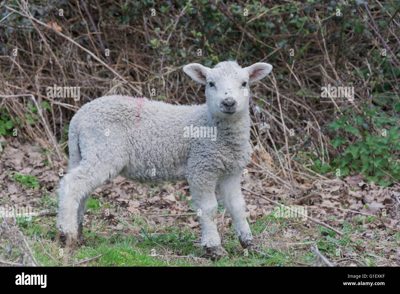 welsh lamb - Angelsea north wales Stock Photo - Alamy