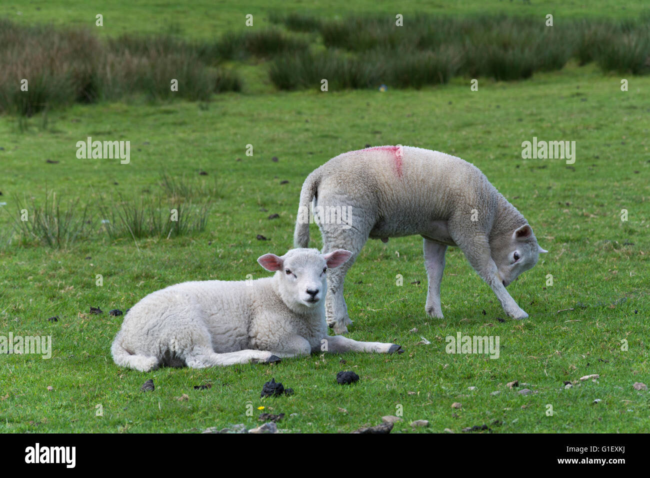 welsh lamb - Angelsea north wales Stock Photo - Alamy