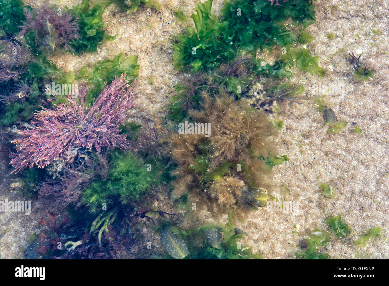 tidal rock pool Stock Photo - Alamy