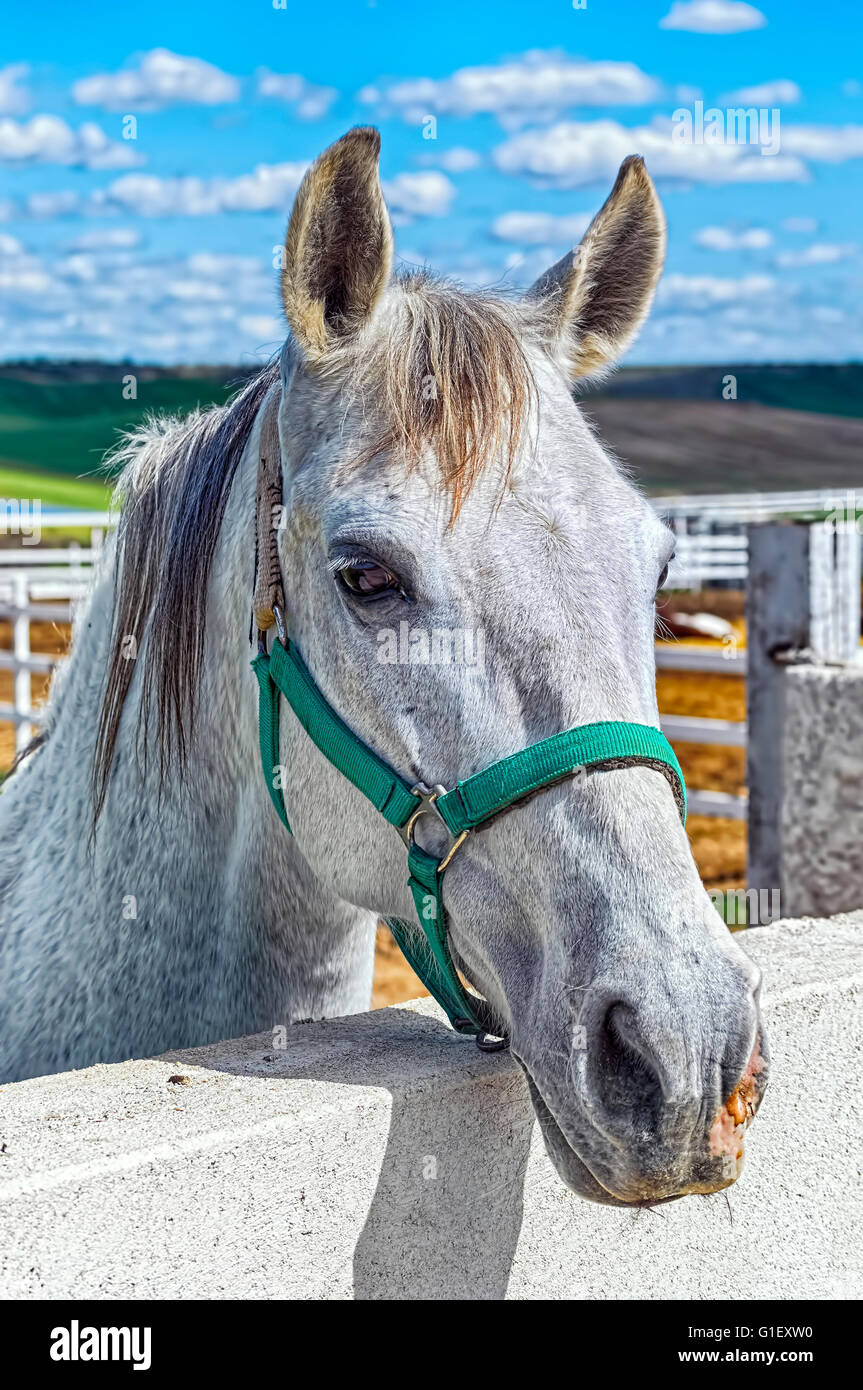 Equus ferus caballus. Beautiful white horse is looking at us, face to ...