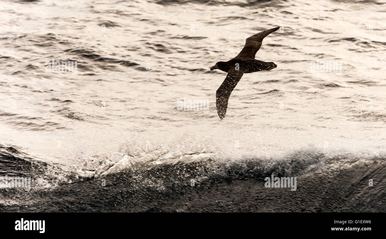 Southern giant petrel (Macronectes giganteus) or Antarctic giant petrel ...