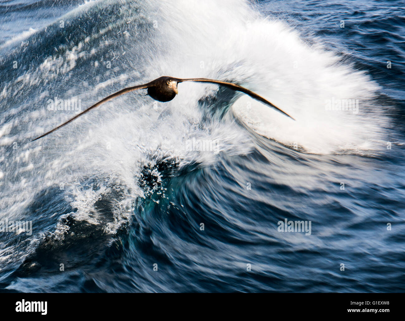 Southern giant petrel (Macronectes giganteus) or Antarctic giant petrel ...