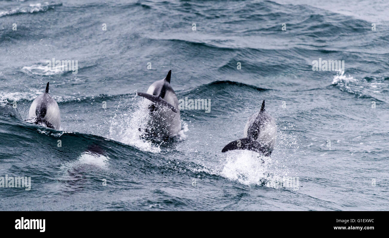 Commersons dolphin or skunk dolphin cephalorhynchus commersonii hi-res ...