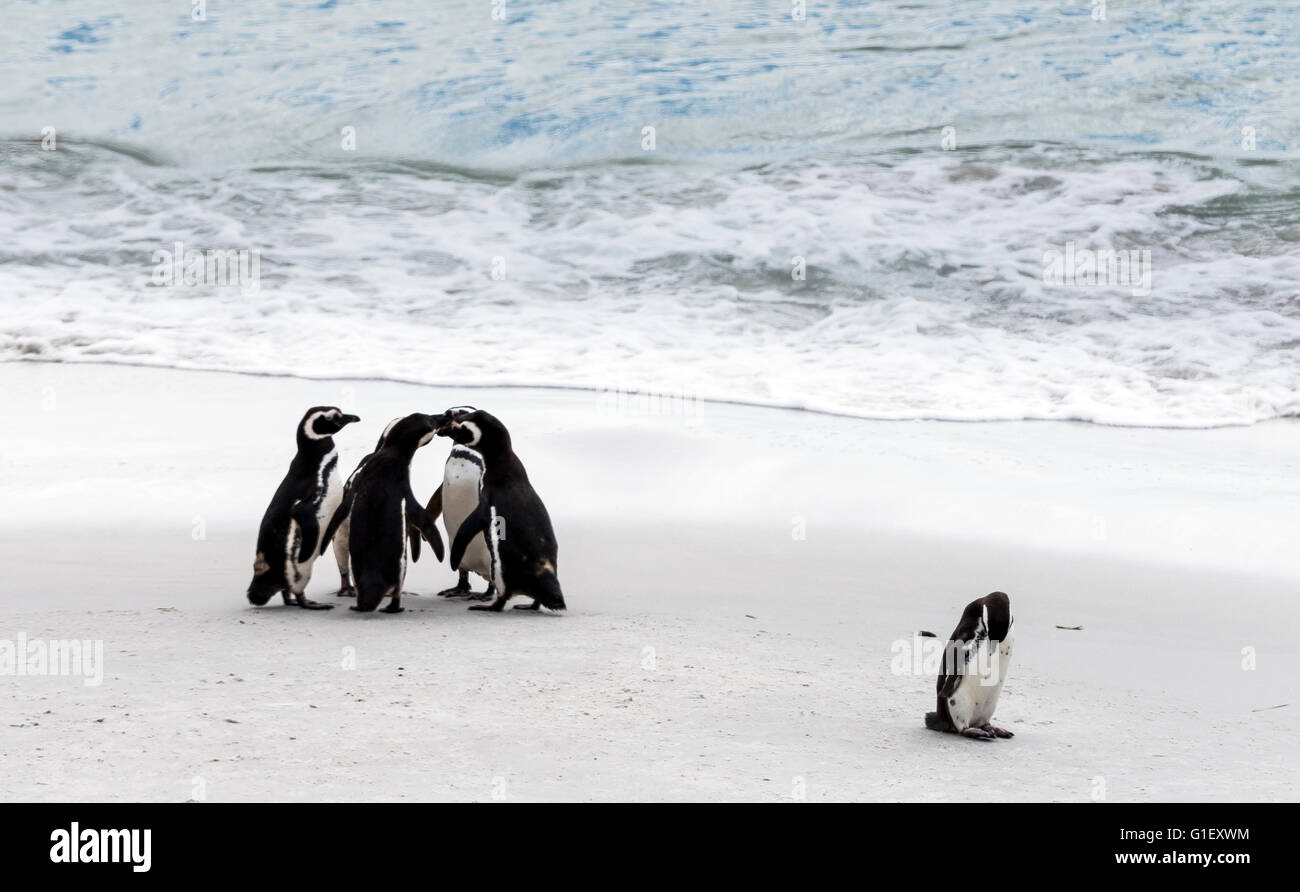 Gypsy cove penguins hi-res stock photography and images - Alamy