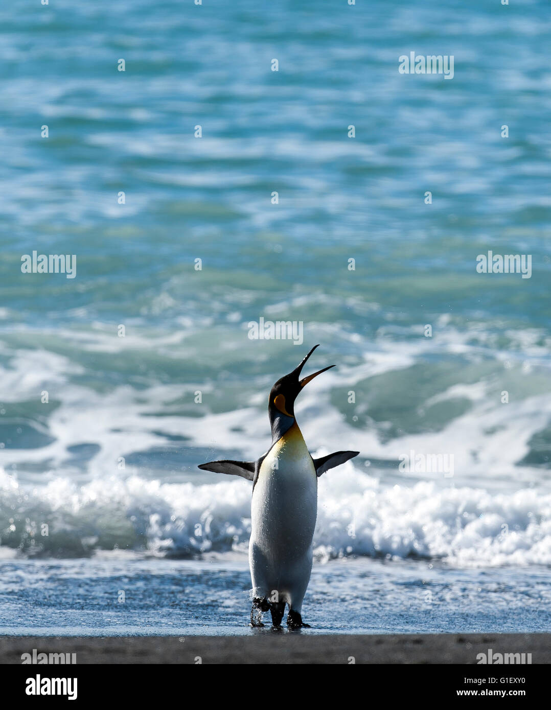 King penguin stretching on the beach (Aptenodytes patagonicus) Gold ...