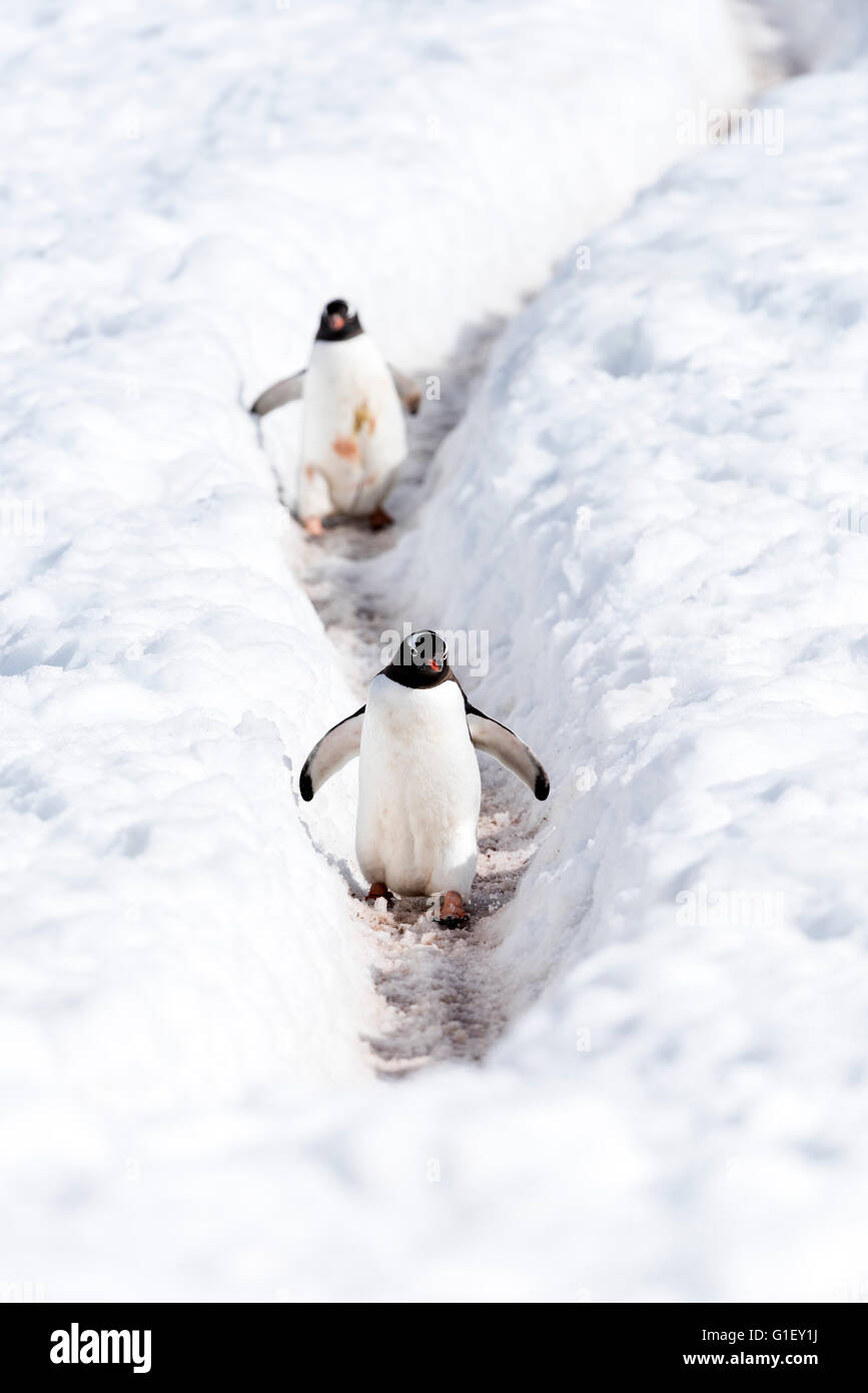 Penguin highway hi-res stock photography and images - Alamy