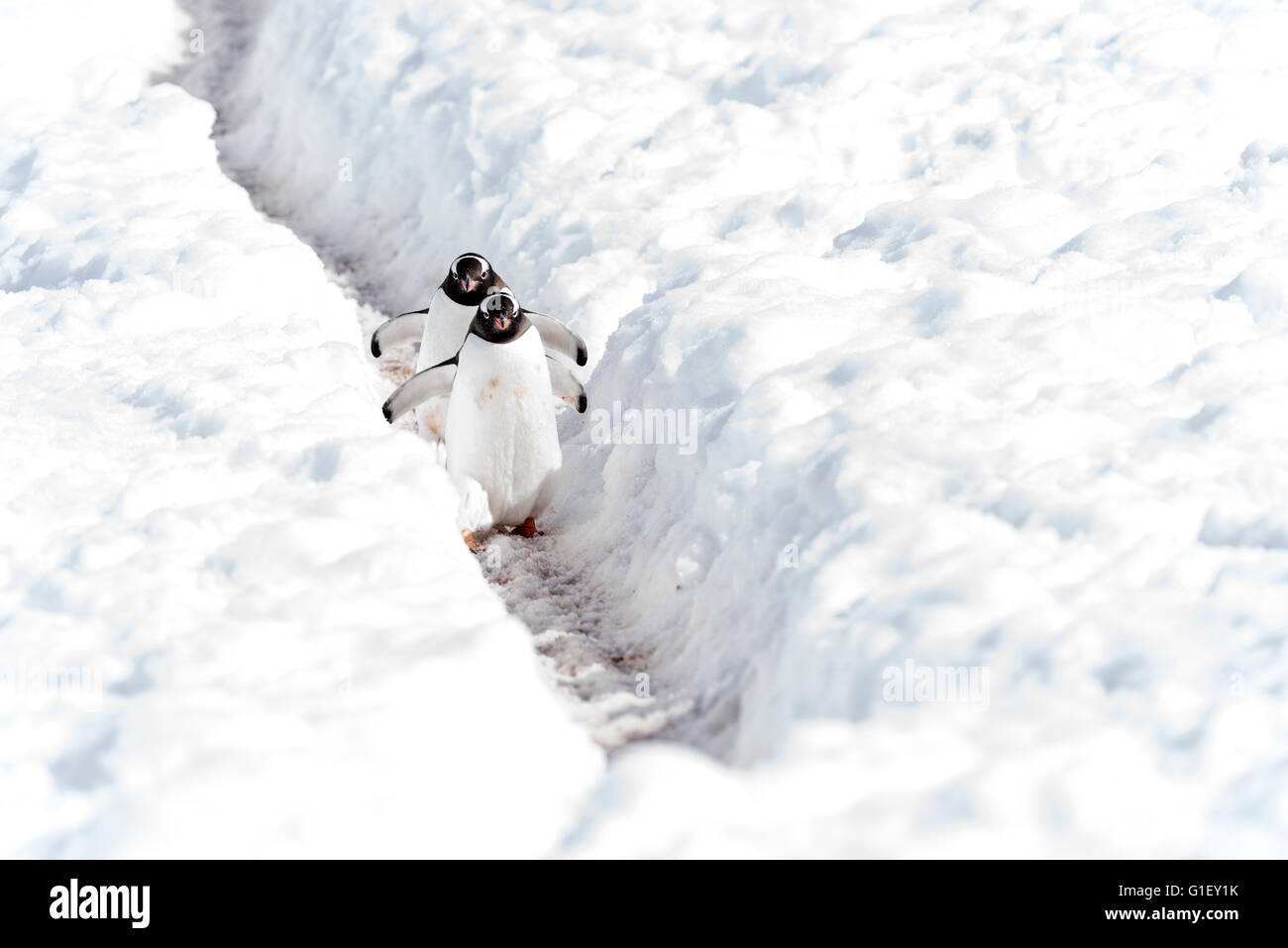 Penguin highway Cut Out Stock Images & Pictures - Alamy
