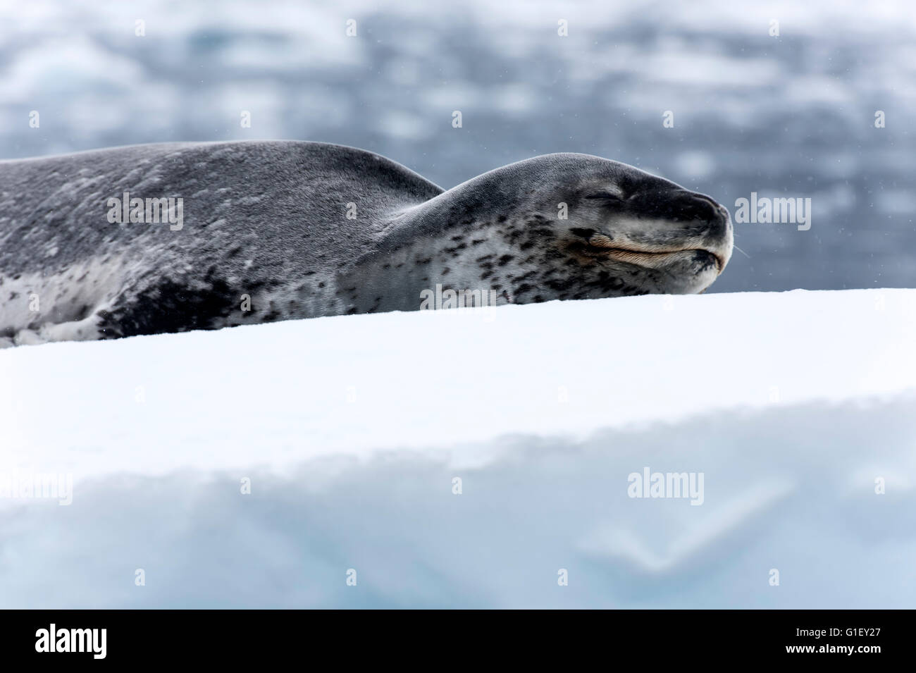 Sea leopard hi-res stock photography and images - Alamy