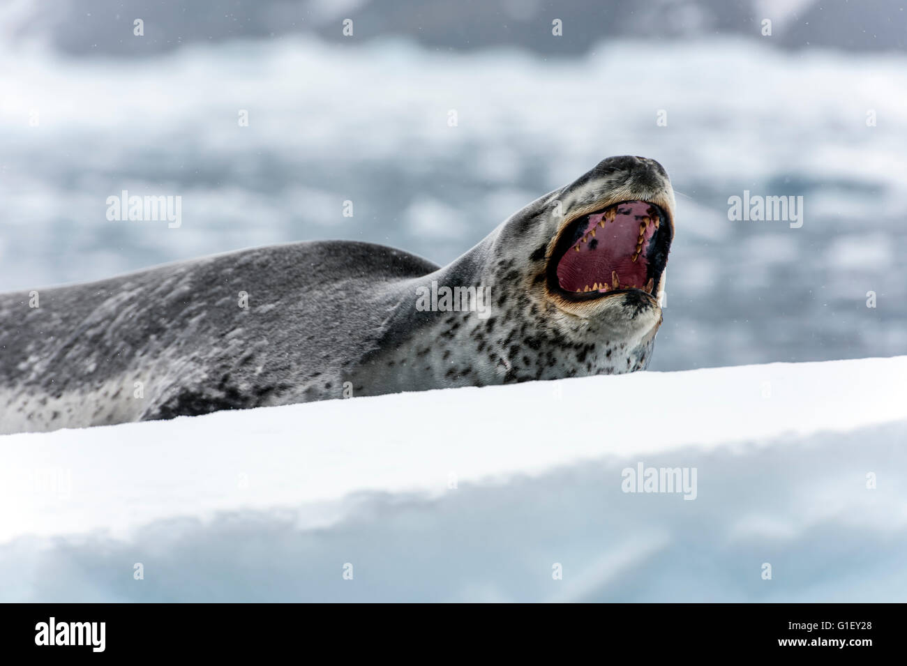 Sea leopard hi-res stock photography and images - Alamy