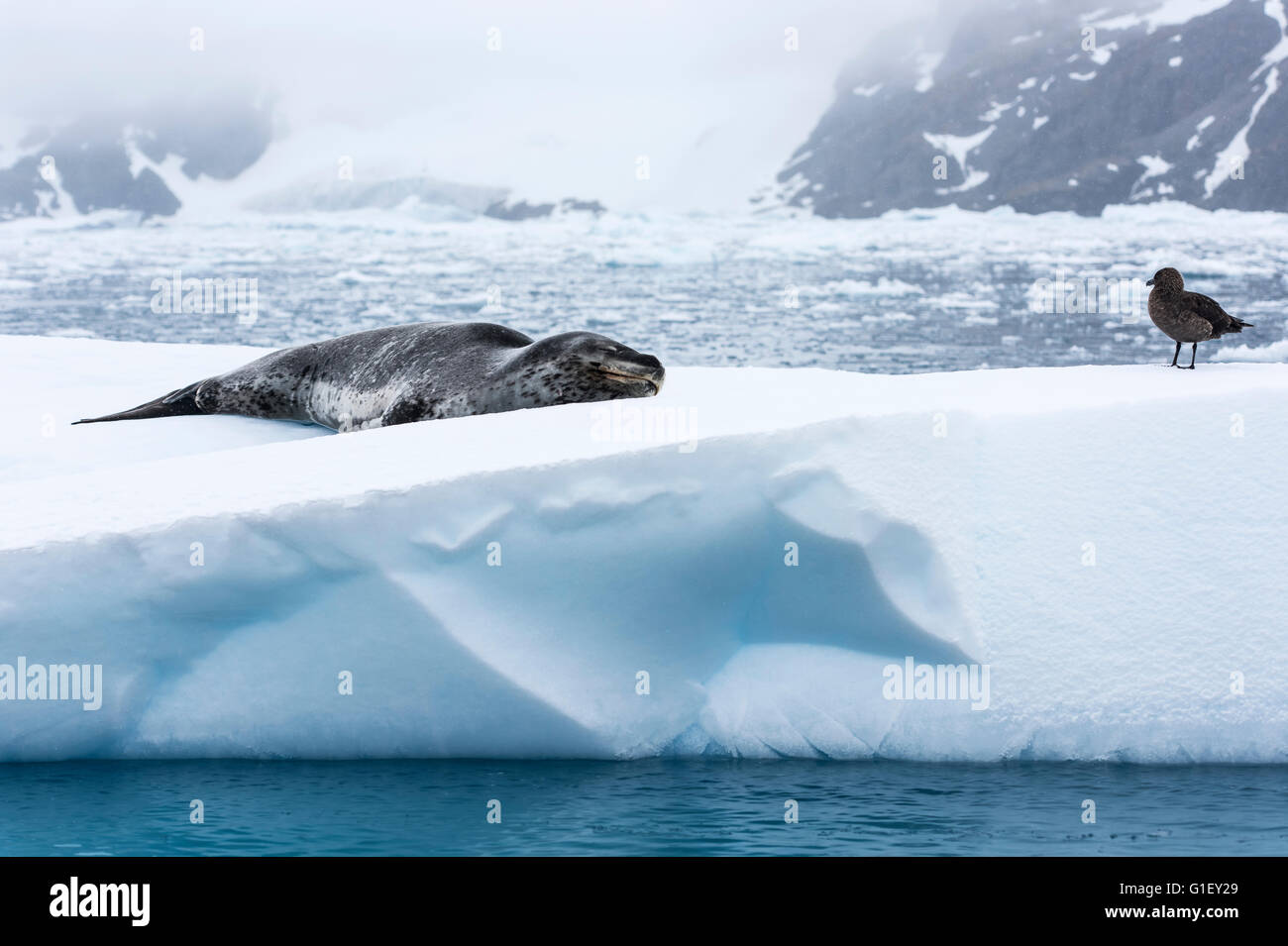 Sea leopard hi-res stock photography and images - Alamy