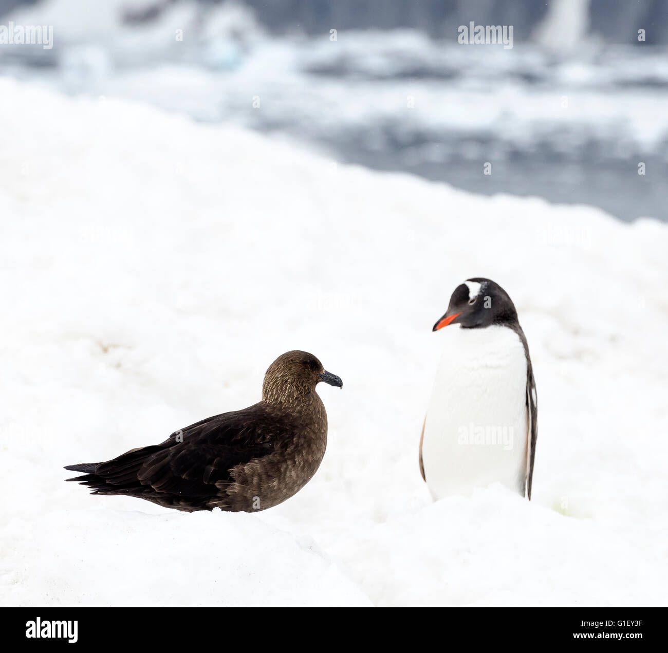 Antarctic skua hi-res stock photography and images - Alamy