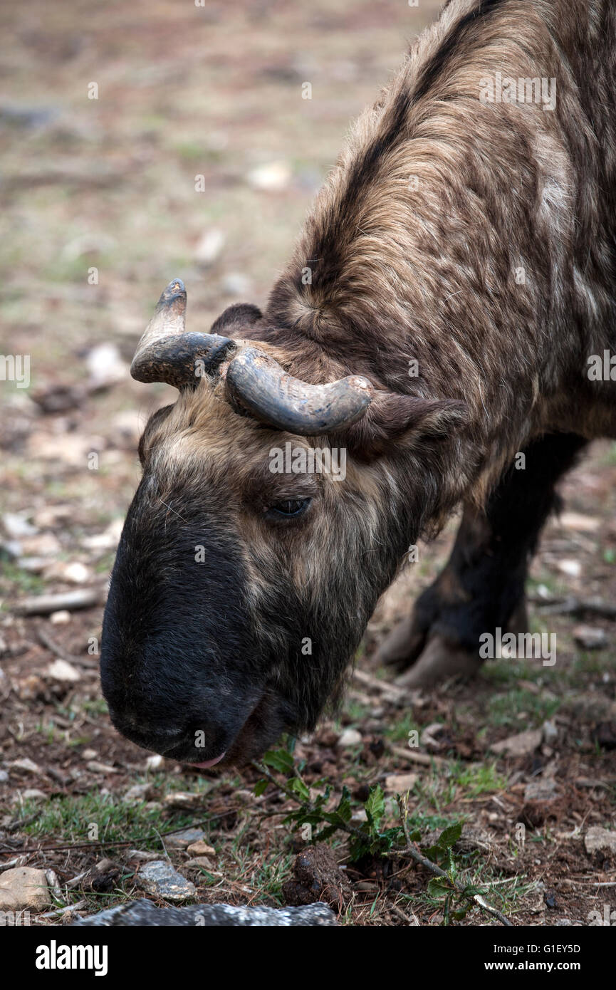 Bhutan national animal Takin (Budorcas taxicolor) national animal at ...