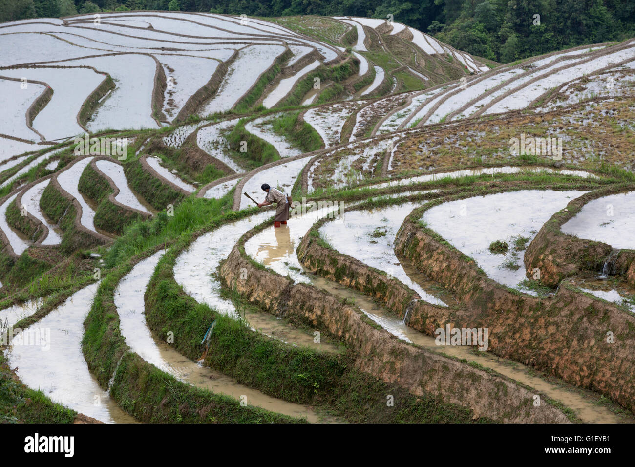 Rice terraces china hi-res stock photography and images - Alamy