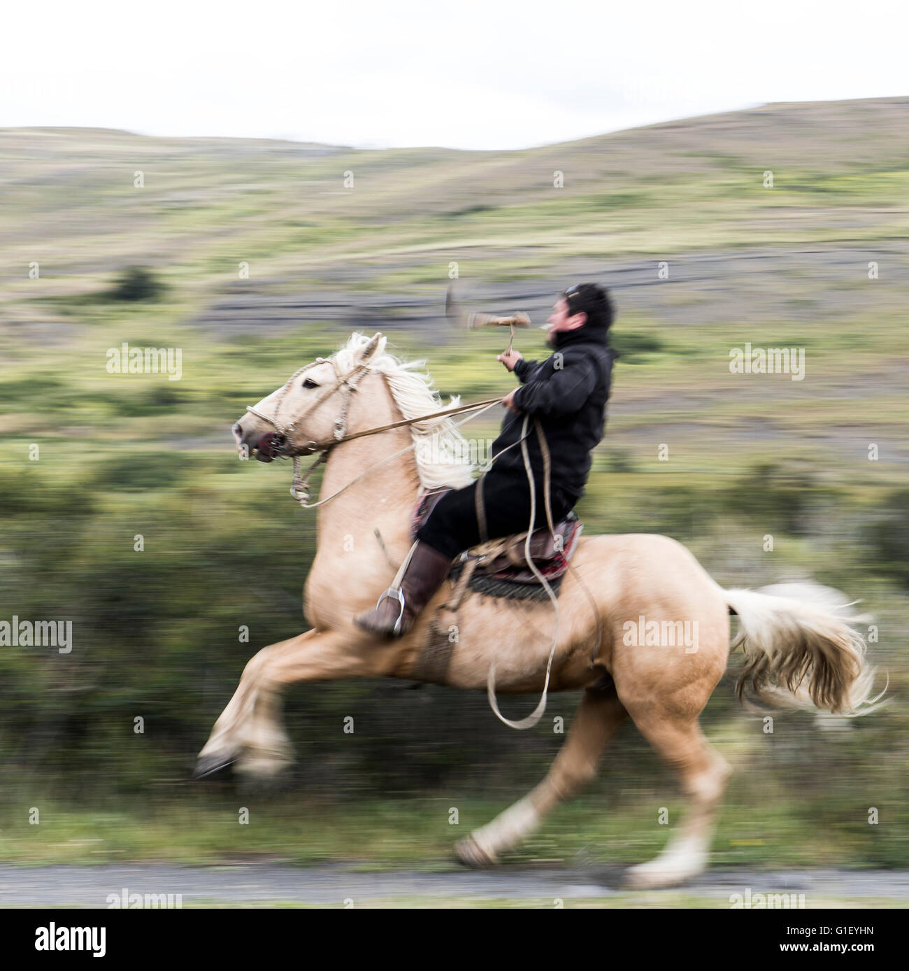 Gaucho riding horses (Equus ferus) Torres del Paine National Park ...