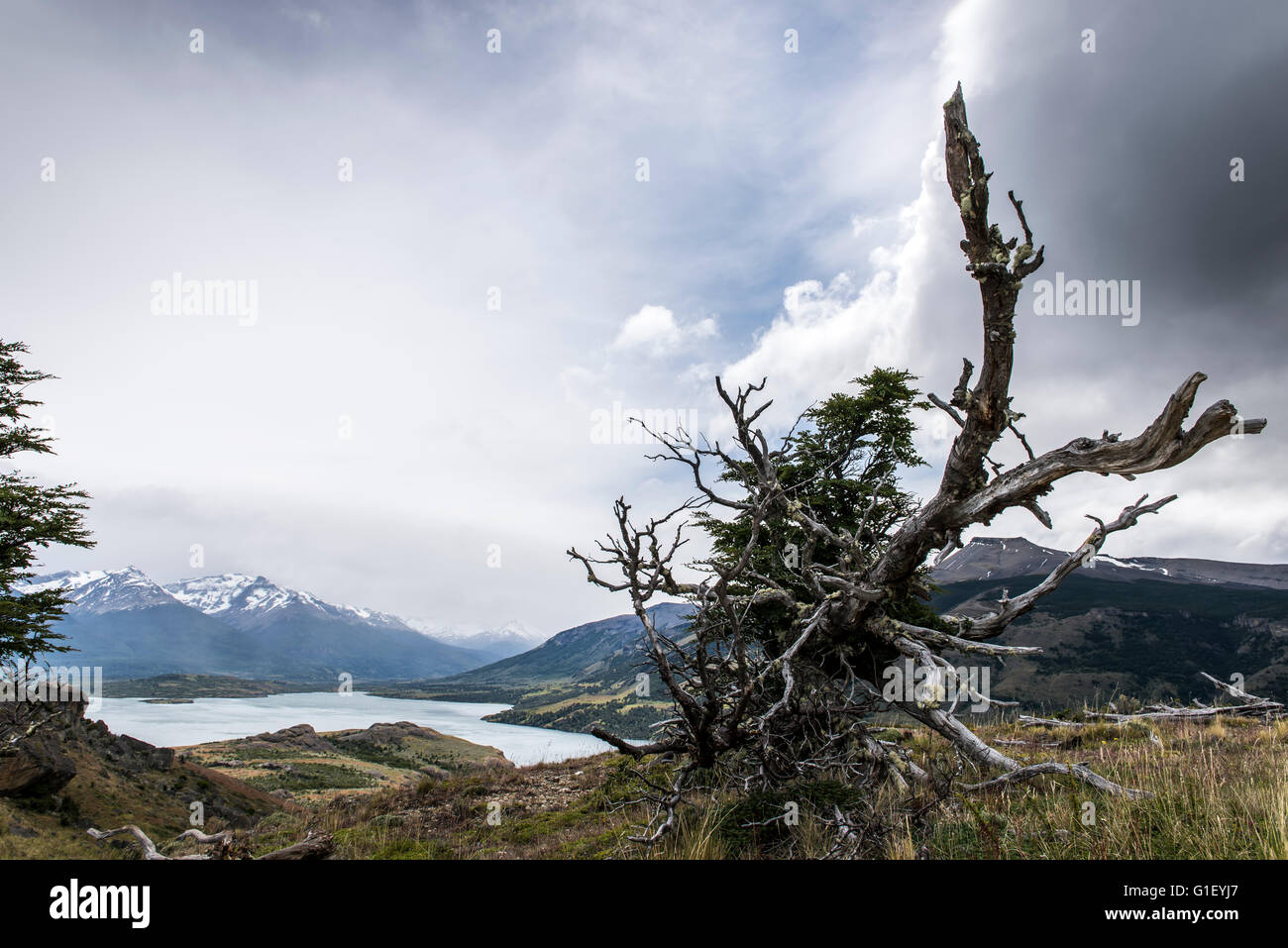 Rotten tree hi-res stock photography and images - Alamy