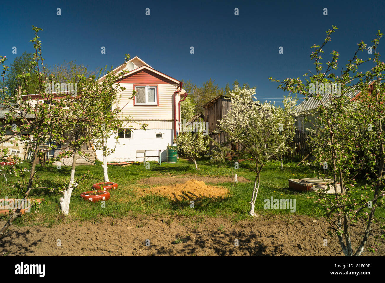 Spring garden with flowering tree beside building on background blue ...