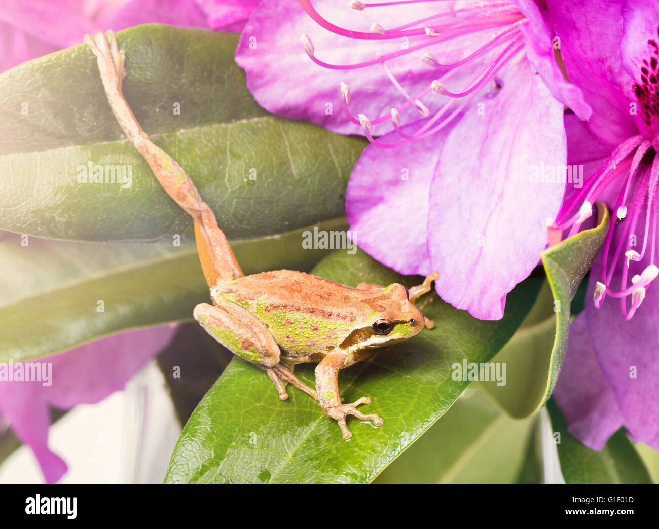 Tree frog on flowers hi-res stock photography and images - Alamy