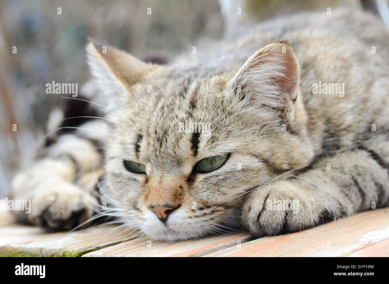 sulky cat on the table Stock Photo - Alamy