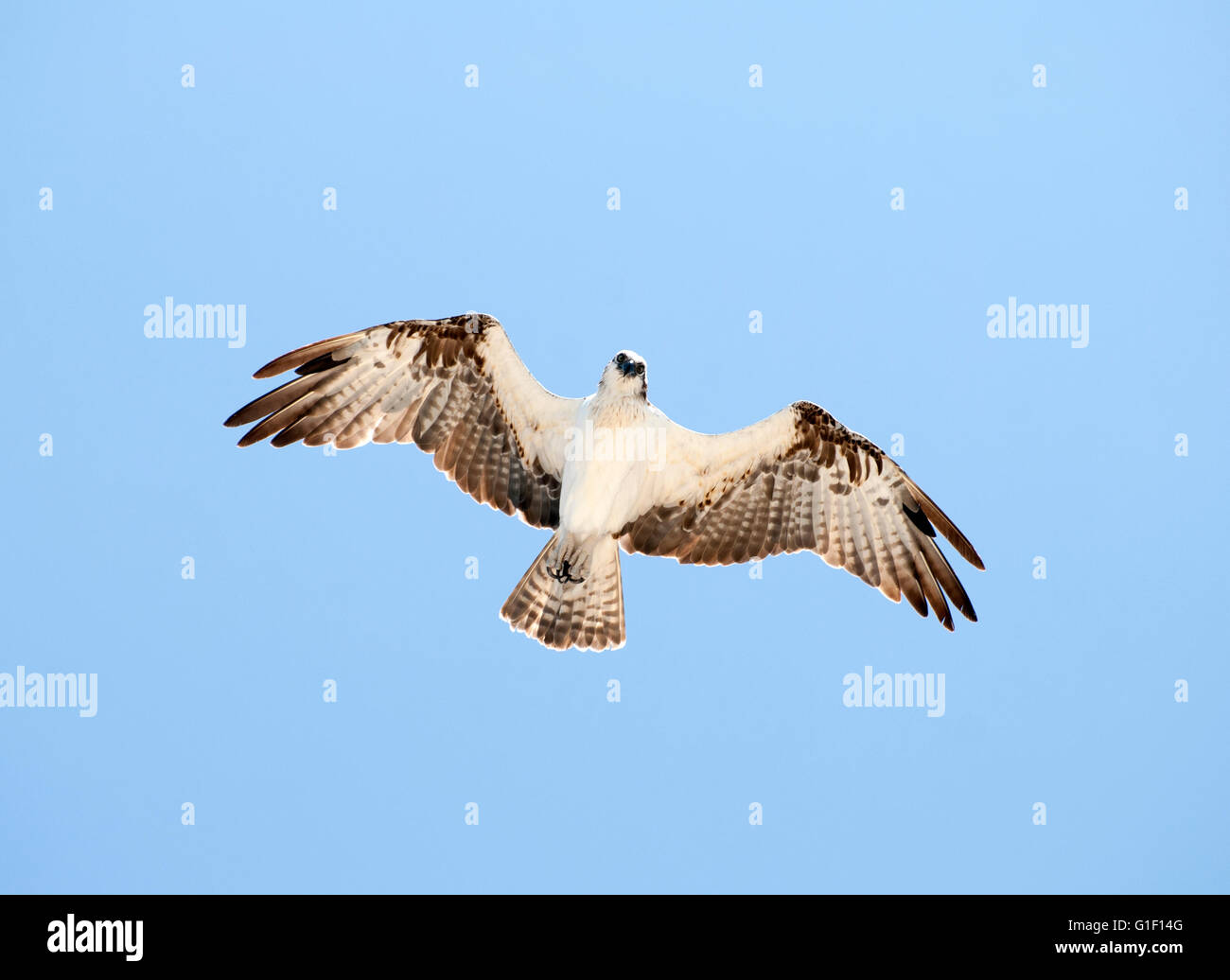 The eagle looking down while flying (Grand Turk, Turks & Caicos Stock ...