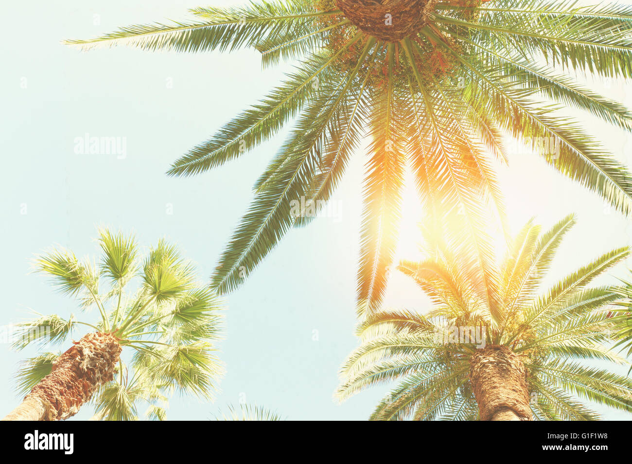 palm tree and sunshine Stock Photo - Alamy