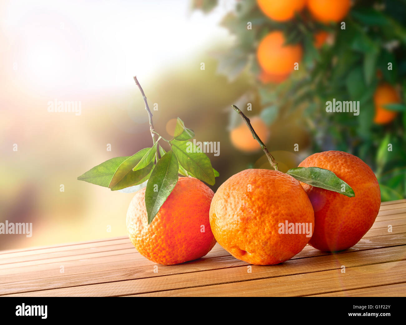 Orange tree fruit field hi-res stock photography and images - Alamy