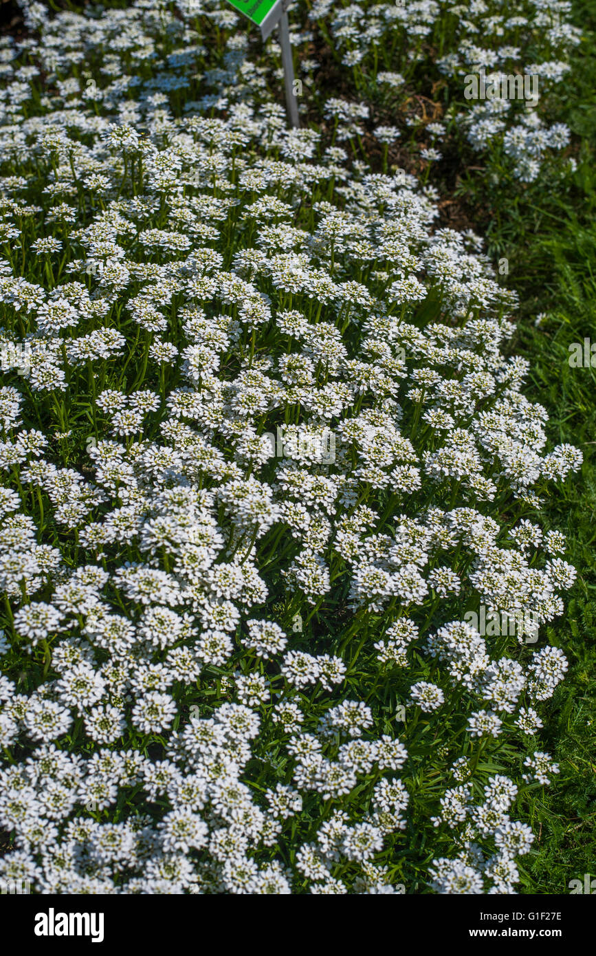 Iberis sempervirens - white flowers in garden Stock Photo - Alamy