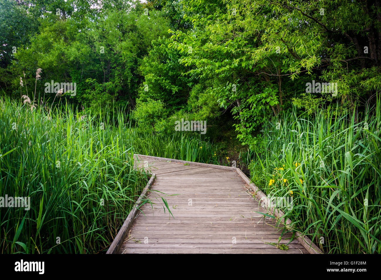 Boardwalk trail at Patterson Park, Baltimore, Maryland Stock Photo - Alamy