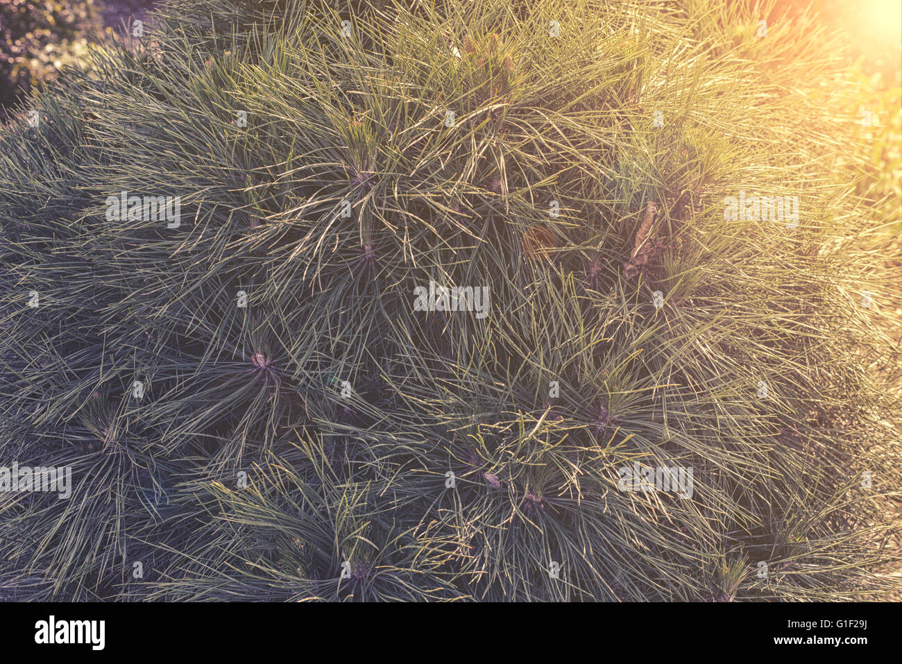 Austrian pine european black pine pinus nigra hi-res stock photography and images - Alamy