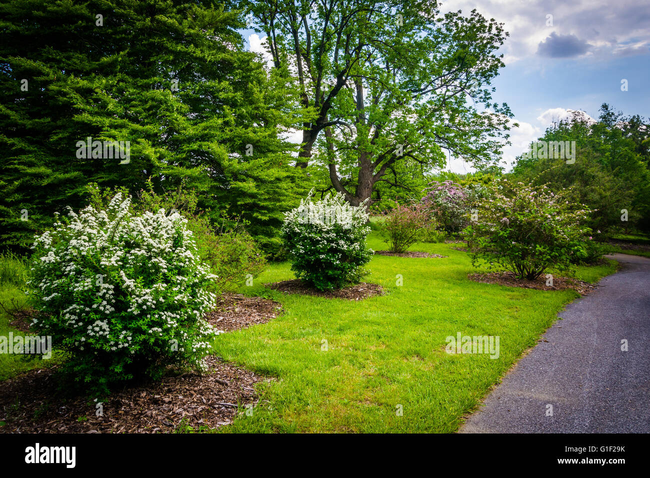 Bushes and trees along a walkway at Cylburn Arboretum, Baltimore ...