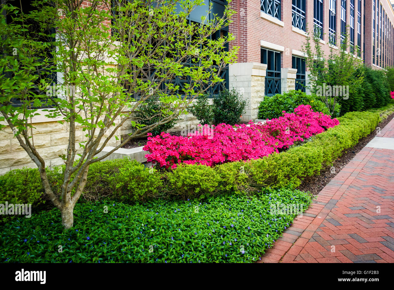 Colorful trees and bushes along a sidewalk in downtown Richmond ...