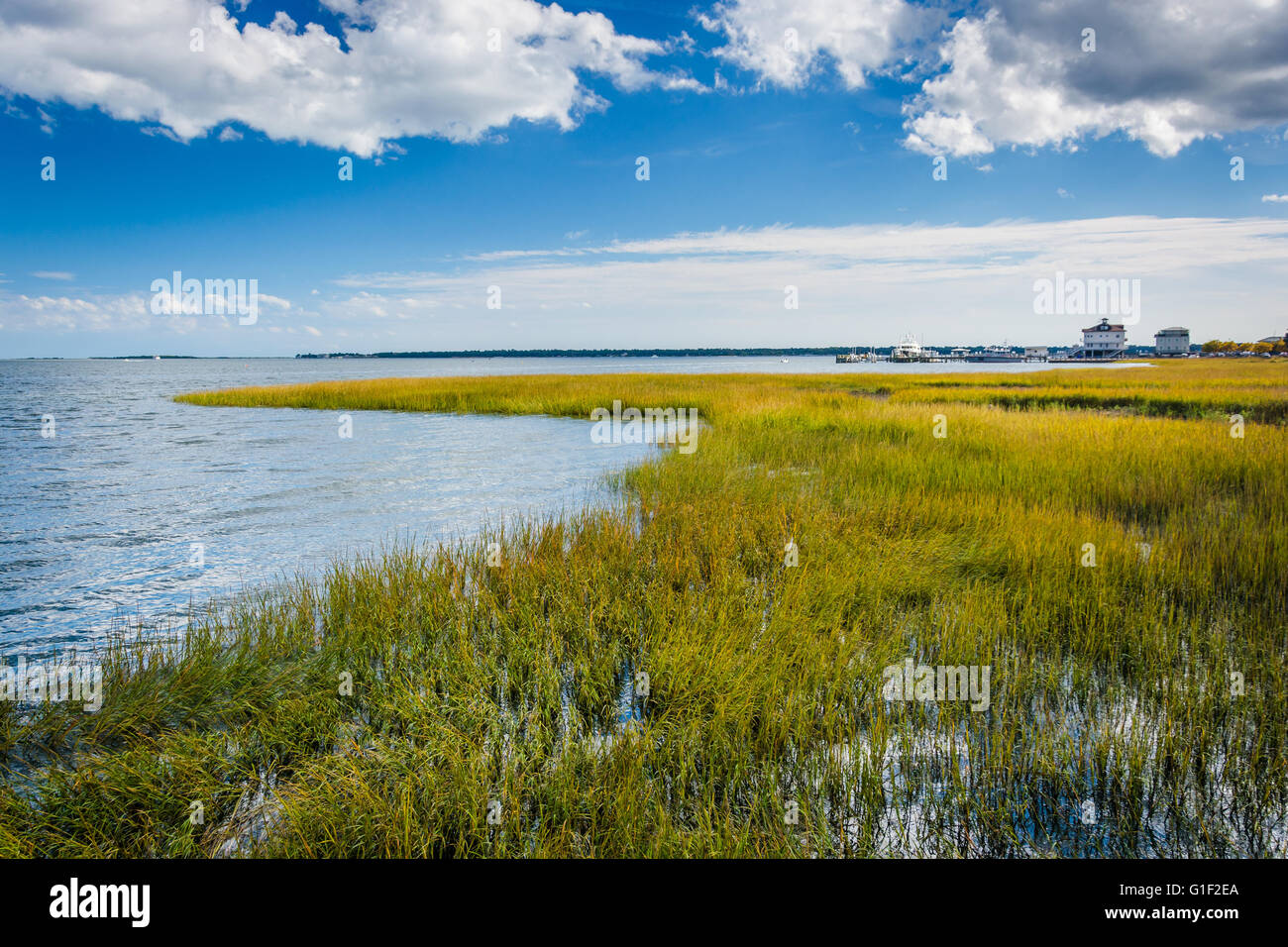 Beautiful south carolina swamp hi-res stock photography and images - Alamy