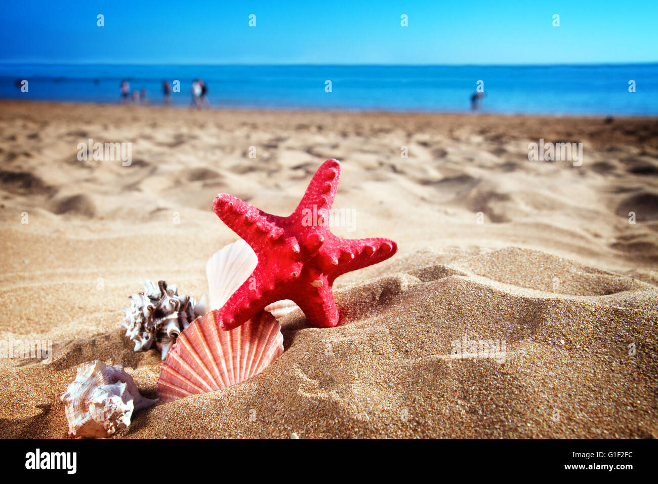 starfish ans seashells on sea shore Stock Photo - Alamy