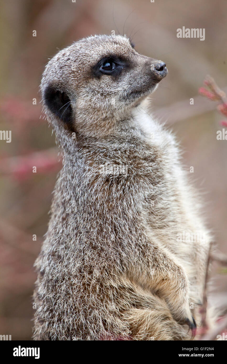 Meerkat Standing Stock Photos & Meerkat Standing Stock Images - Alamy