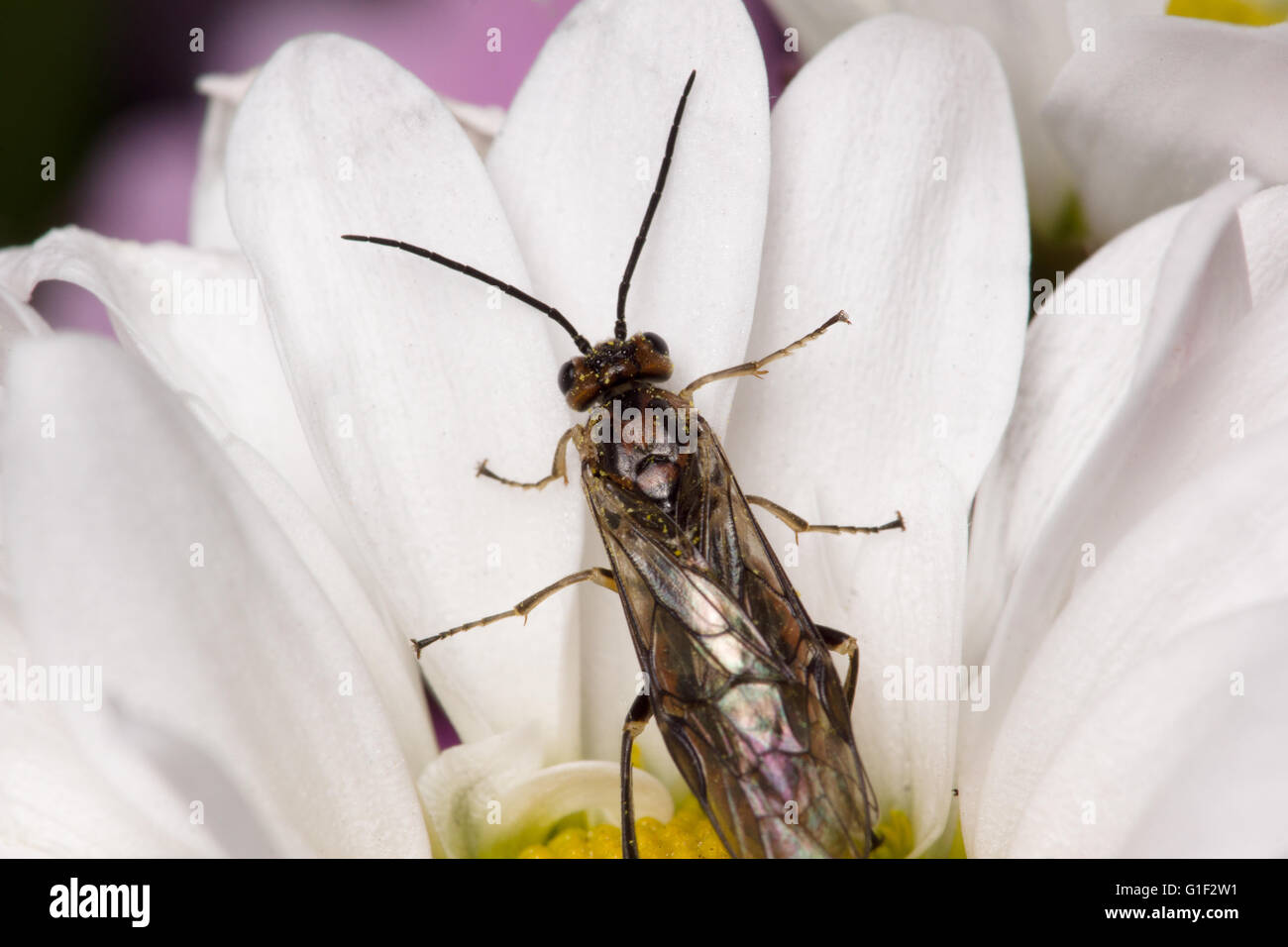 Winged insects hi-res stock photography and images - Alamy