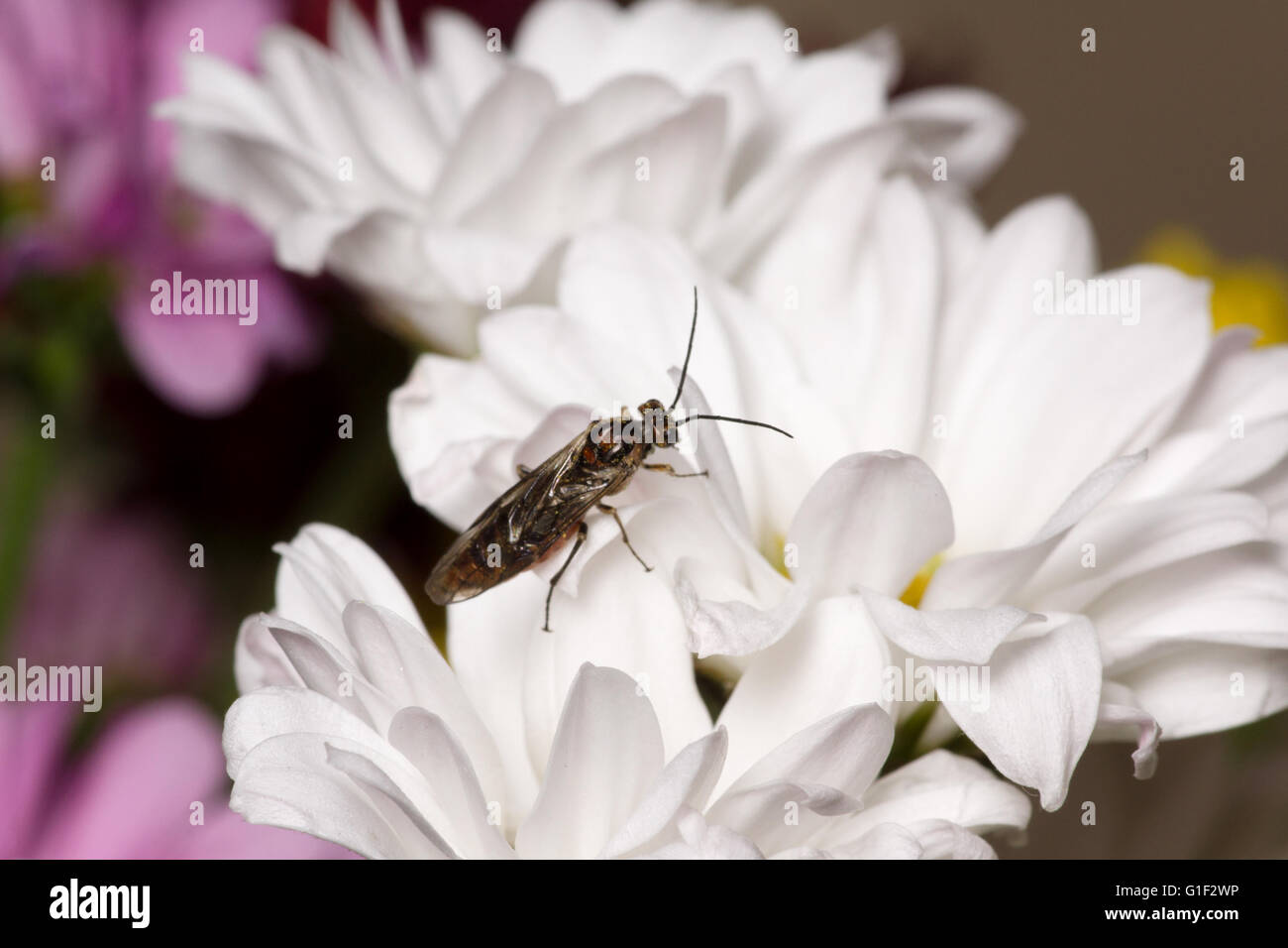 beautiful spring flower with the creeping winged insects Stock Photo ...