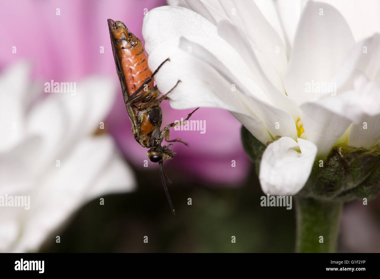 beautiful spring flower with the creeping winged insects Stock Photo ...