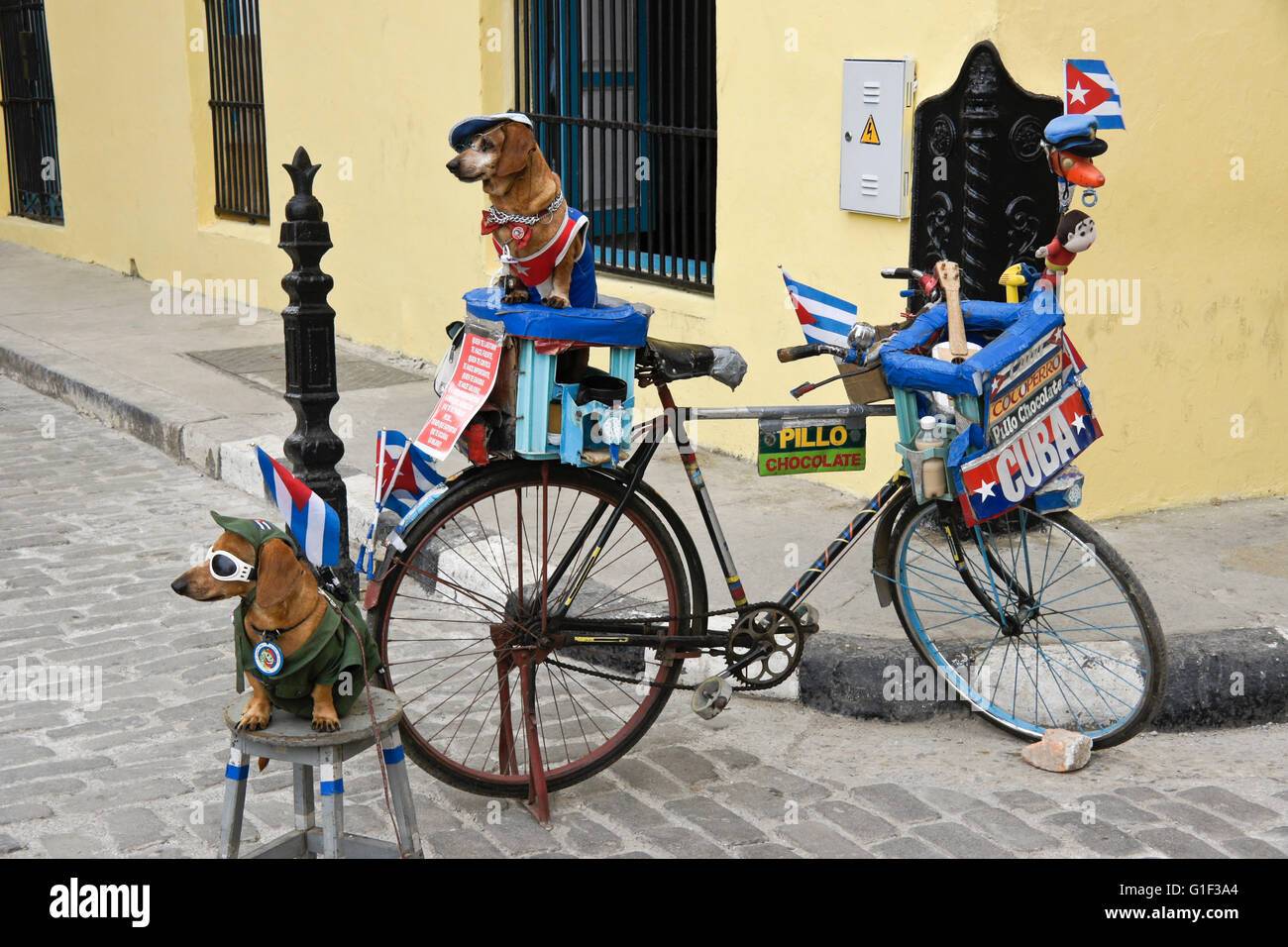 Street entertainer dog dogs havana hi-res stock photography and images ...