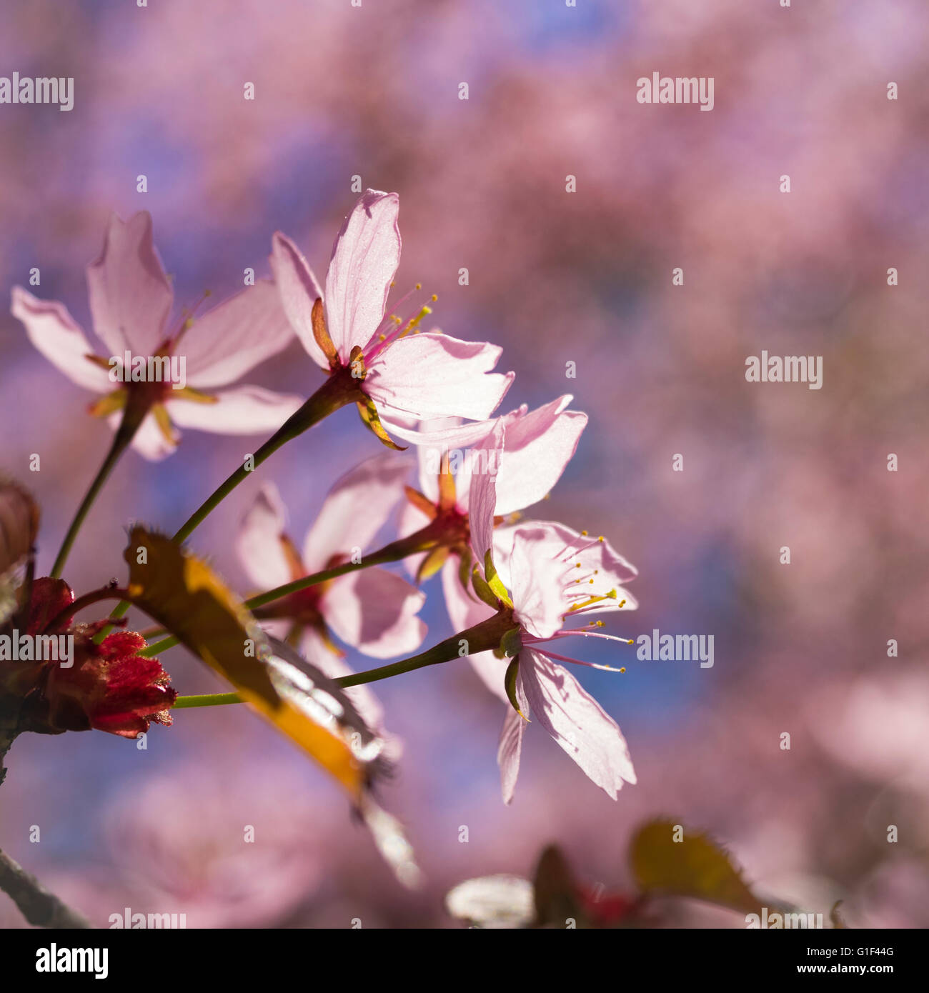 Pink Cherry Tree Flowers Stock Photo - Alamy