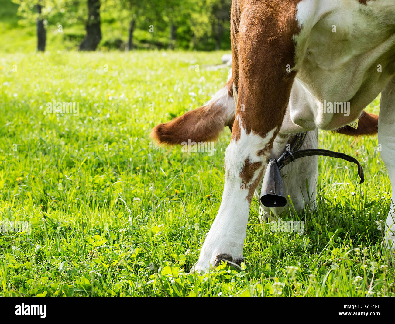 Hungry cow hi-res stock photography and images - Alamy