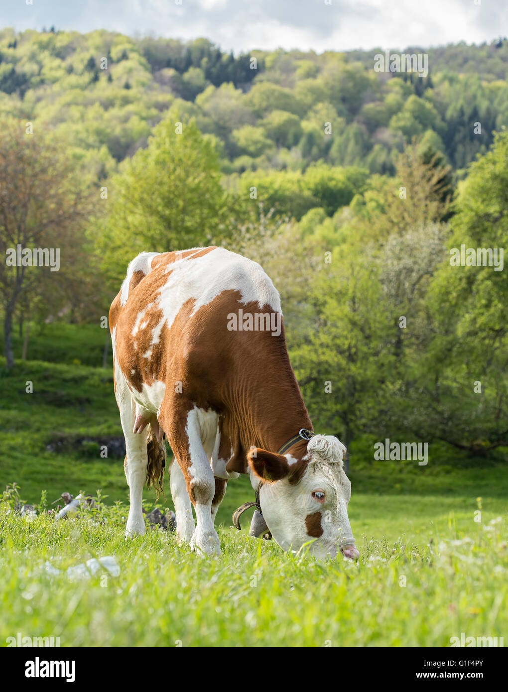Old cow hi-res stock photography and images - Alamy