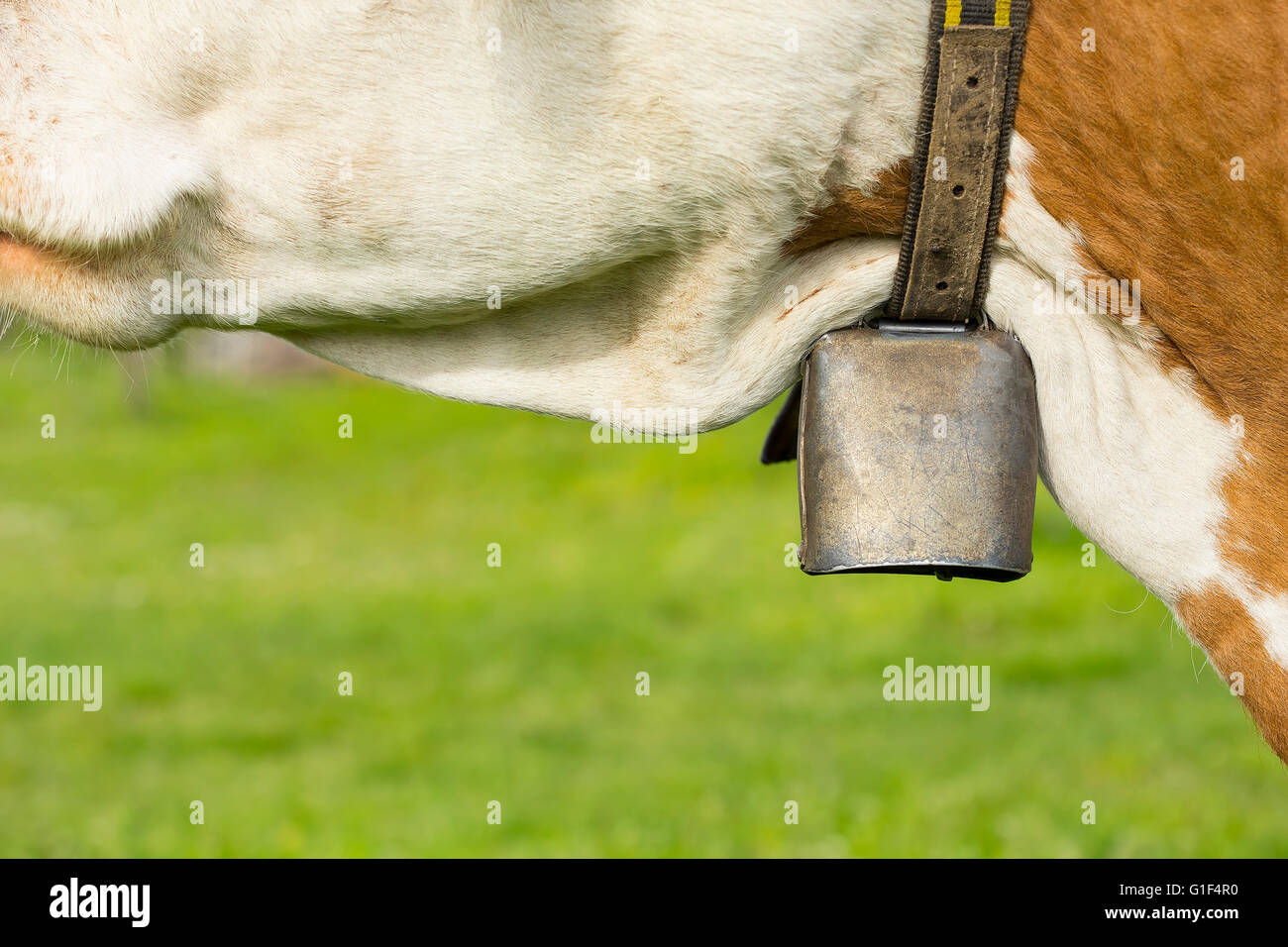 Cow is wearing a metal bell Stock Photo - Alamy
