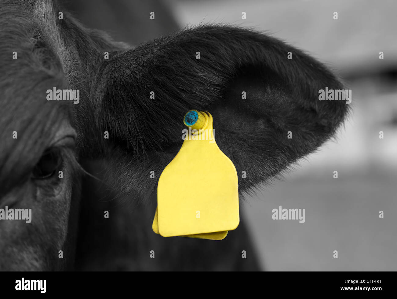 Cattle mark hi-res stock photography and images - Alamy