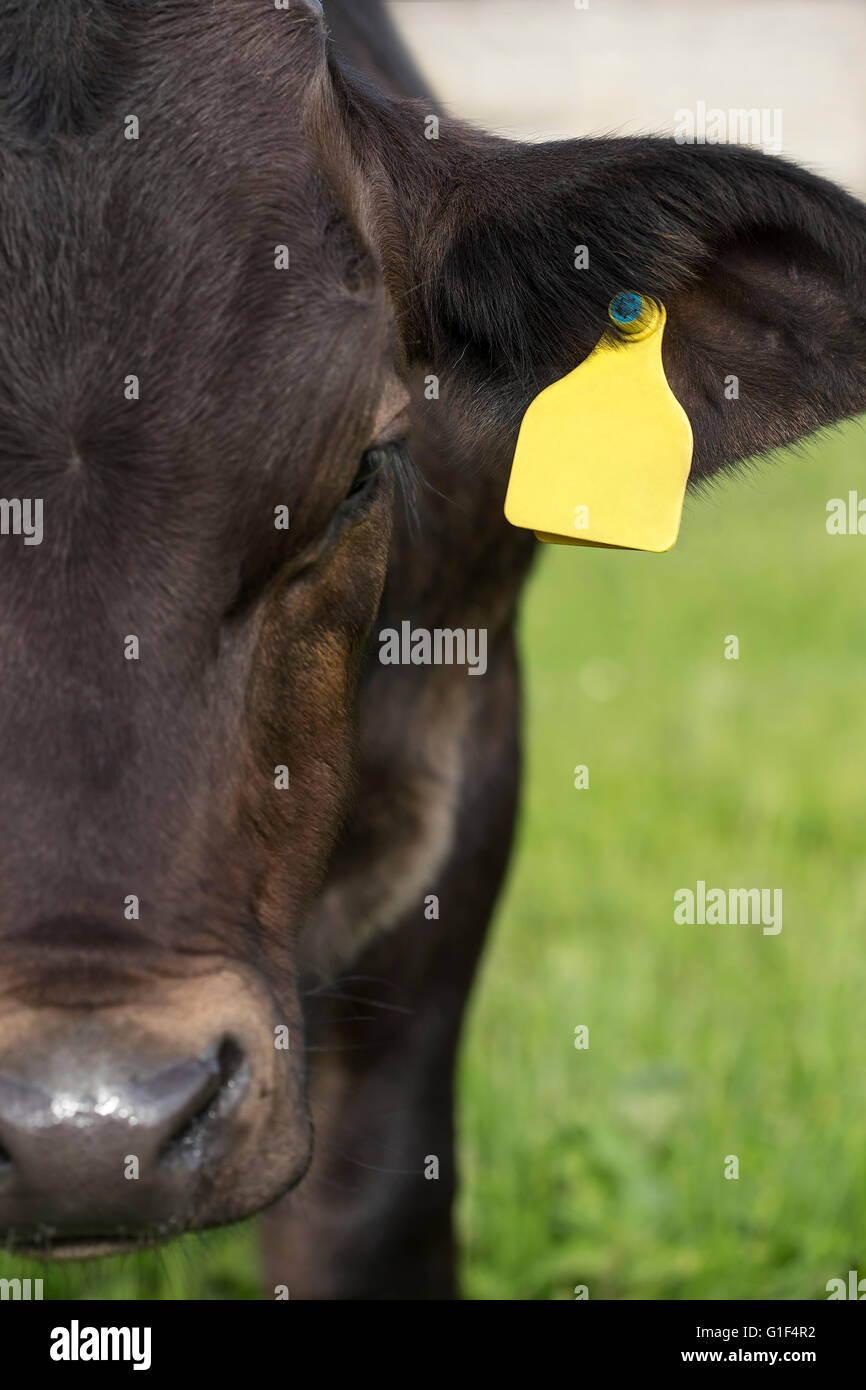 Young cattle with a yellow plastic mark Stock Photo - Alamy