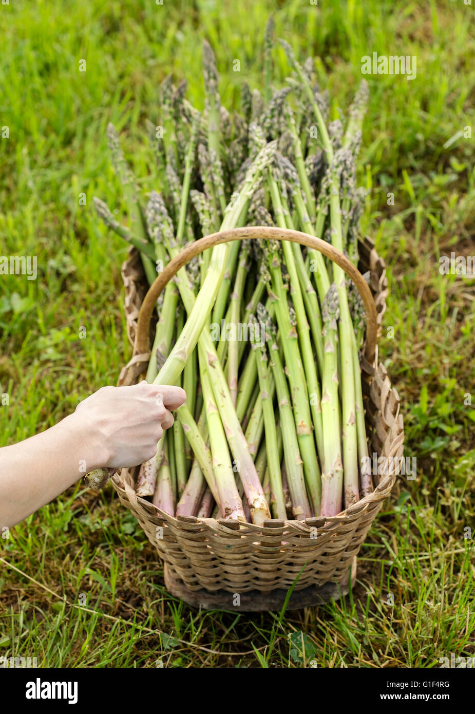 Placing woman in green hi-res stock photography and images - Alamy